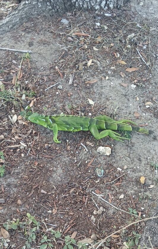 Cold weather brings ‘falling iguanas’ - Pineisland Eagle